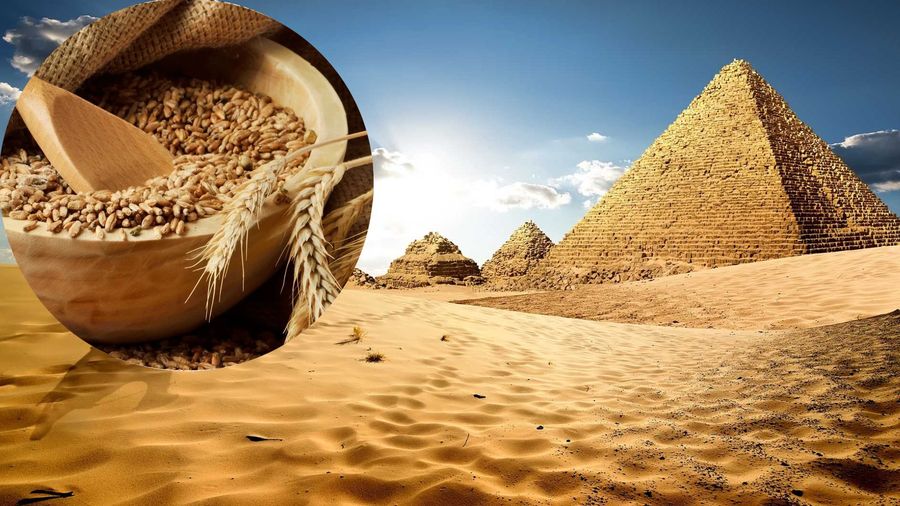 Egypt plans to create a Ukrainian grain hub